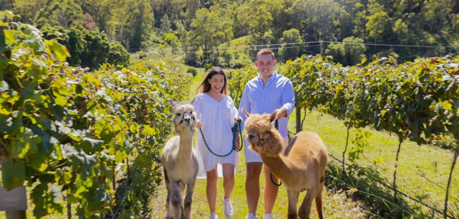 Mountview Alpaca Farm - O'Reilly's Canungra Valley Vineyards