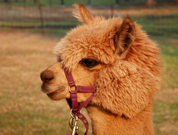 Mountview Alpaca Farm - O'Reilly's Canungra Valley Vineyards