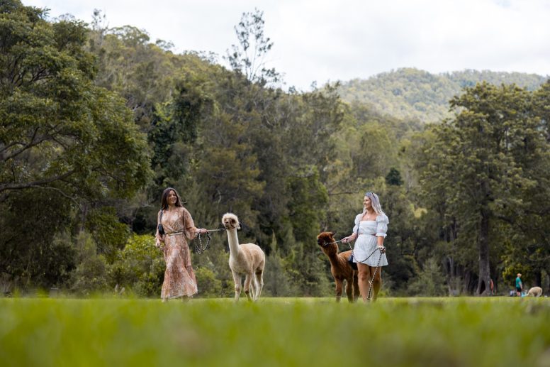Mountview Alpaca Farm - O'Reilly's Canungra Valley Vineyards